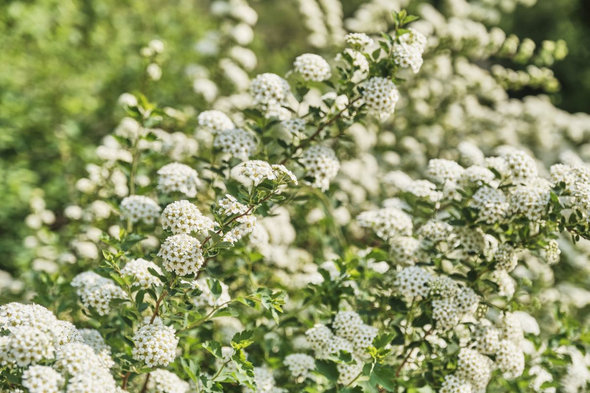 Żywopłot z tawuły - polecane odmiany i zasady przycinania | Viva Garden